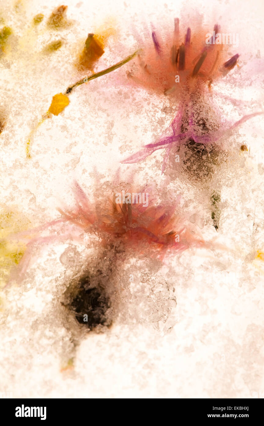 Frozen flowers. blossoms in the ice cube Stock Photo - Alamy