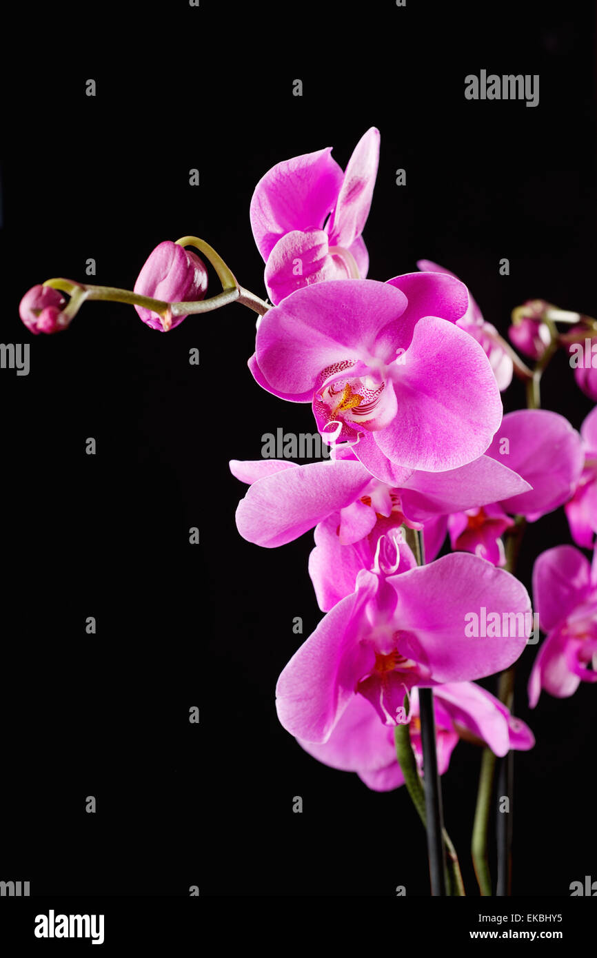 pink orchid on black background Stock Photo - Alamy