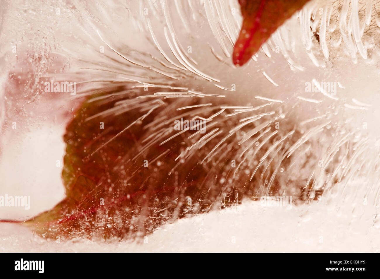 Autumn leaves - branch frozen in the ice cube Stock Photo - Alamy