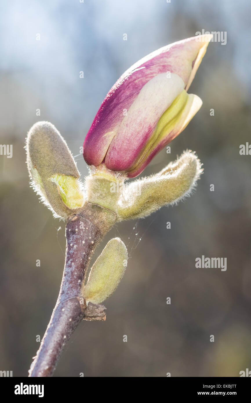 Magnolia Flower Bud Blossom In Spring Stock Photo - Alamy