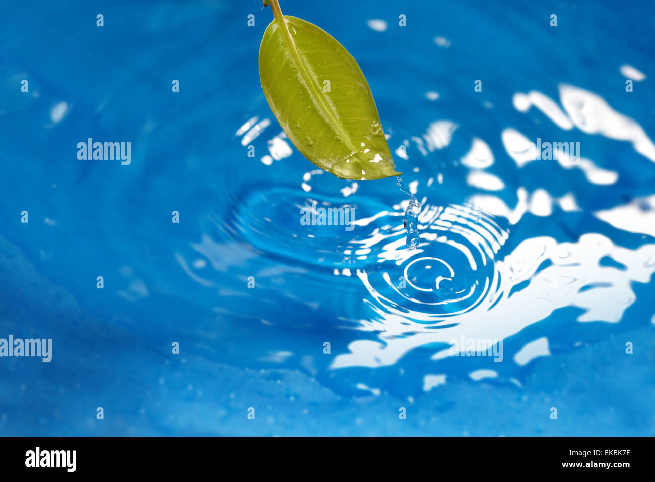 Leaf and water Stock Photo - Alamy