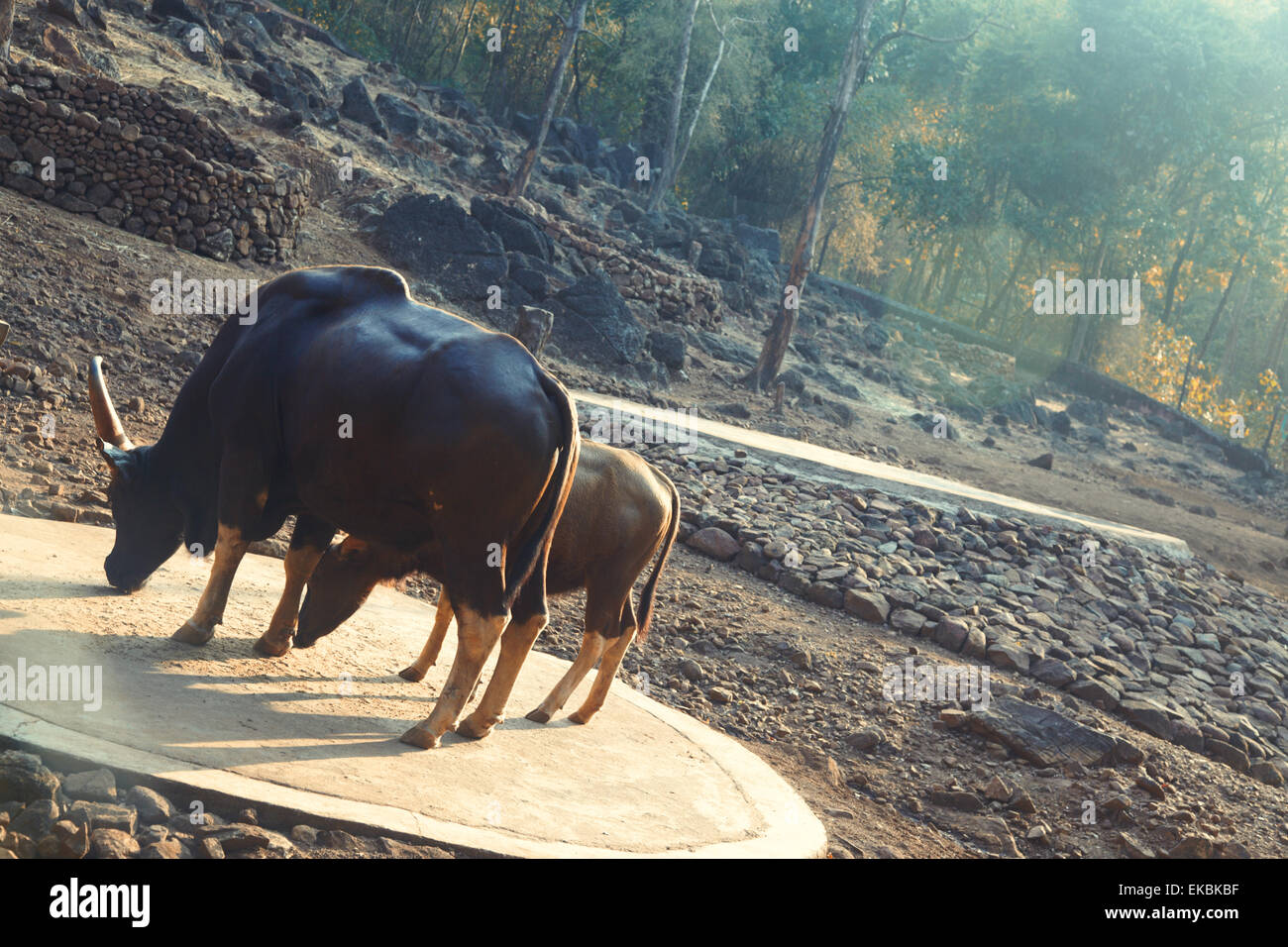 Two buffalo cows Stock Photo - Alamy