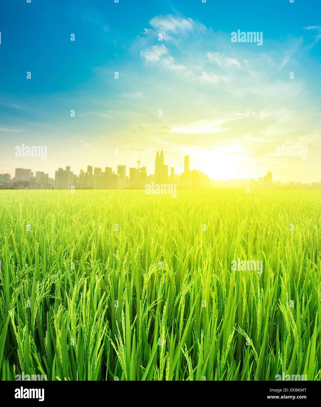 landscape view over rice field plantation farming Stock Photo - Alamy