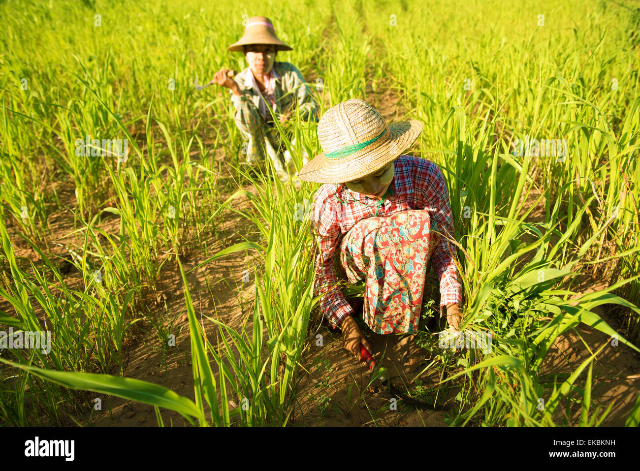 Traditional farmers myanmar bagan hi-res stock photography and images ...