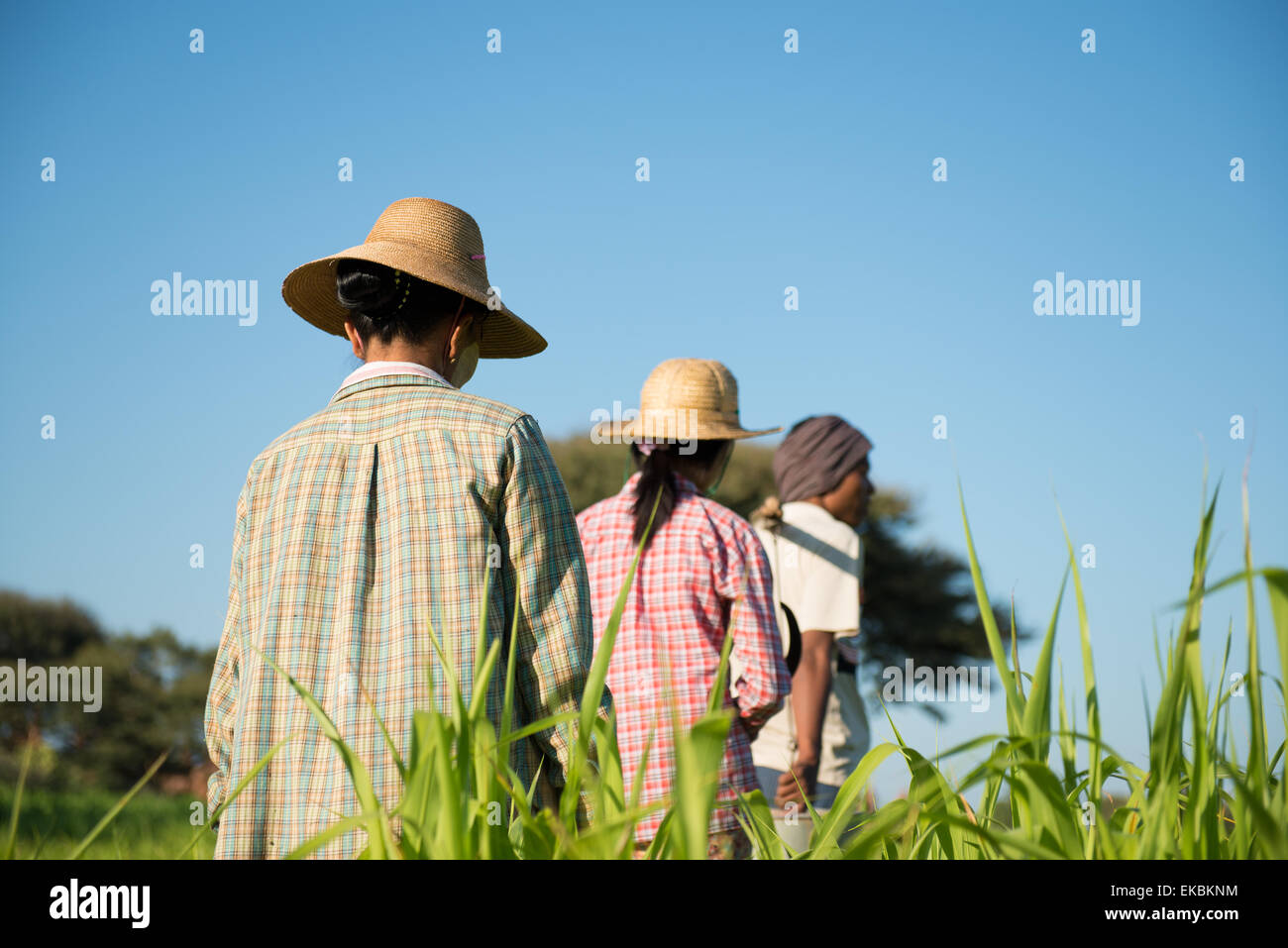 Rear view Group of Traditional Asian farmers Stock Photo - Alamy