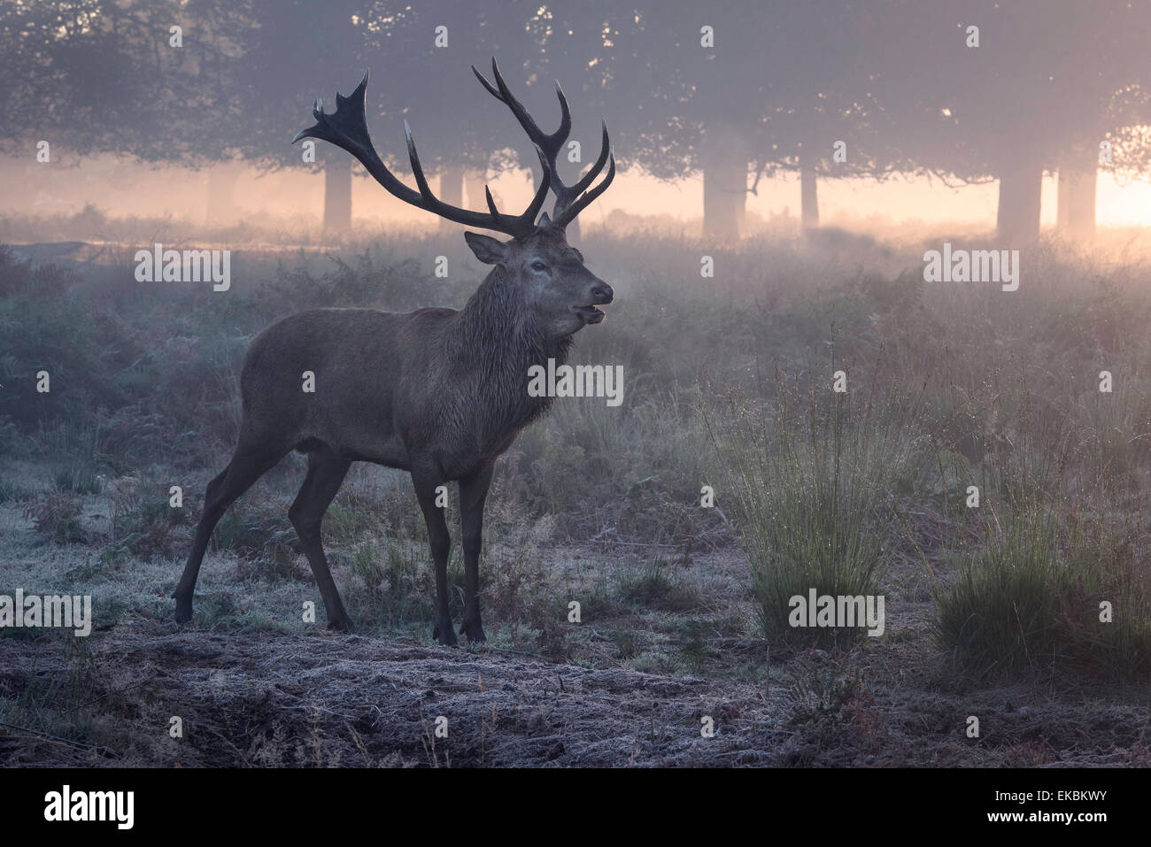 Roaring Red deer Stock Photo - Alamy