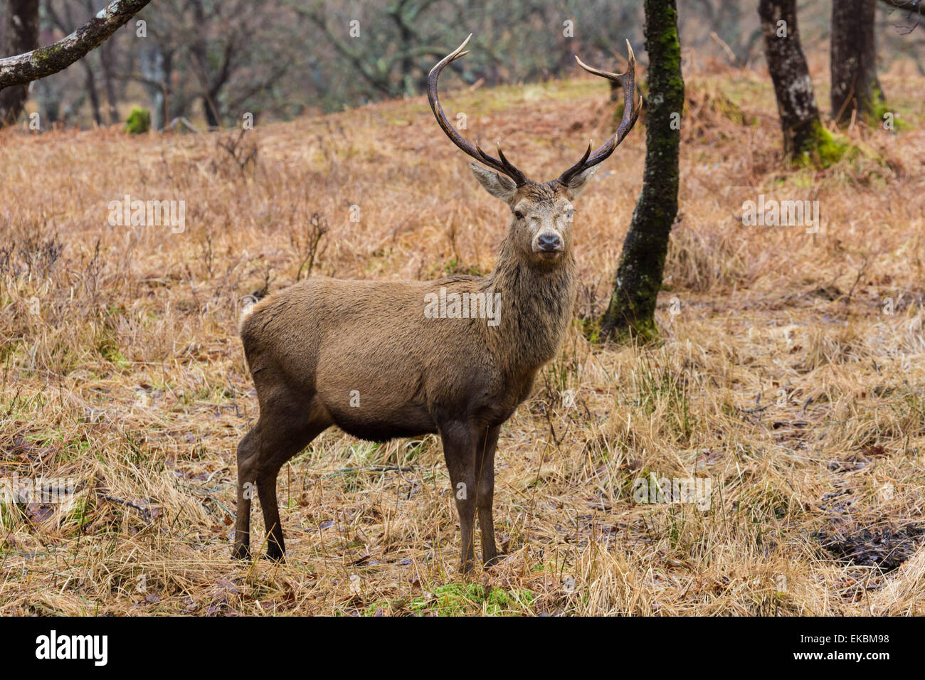 Stag taken in scotland Stock Photo - Alamy