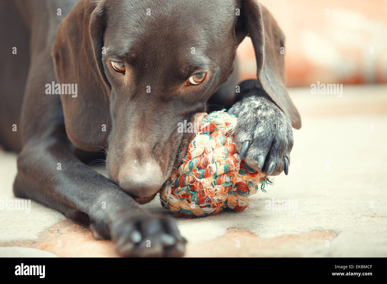 Dog and ball Stock Photo - Alamy