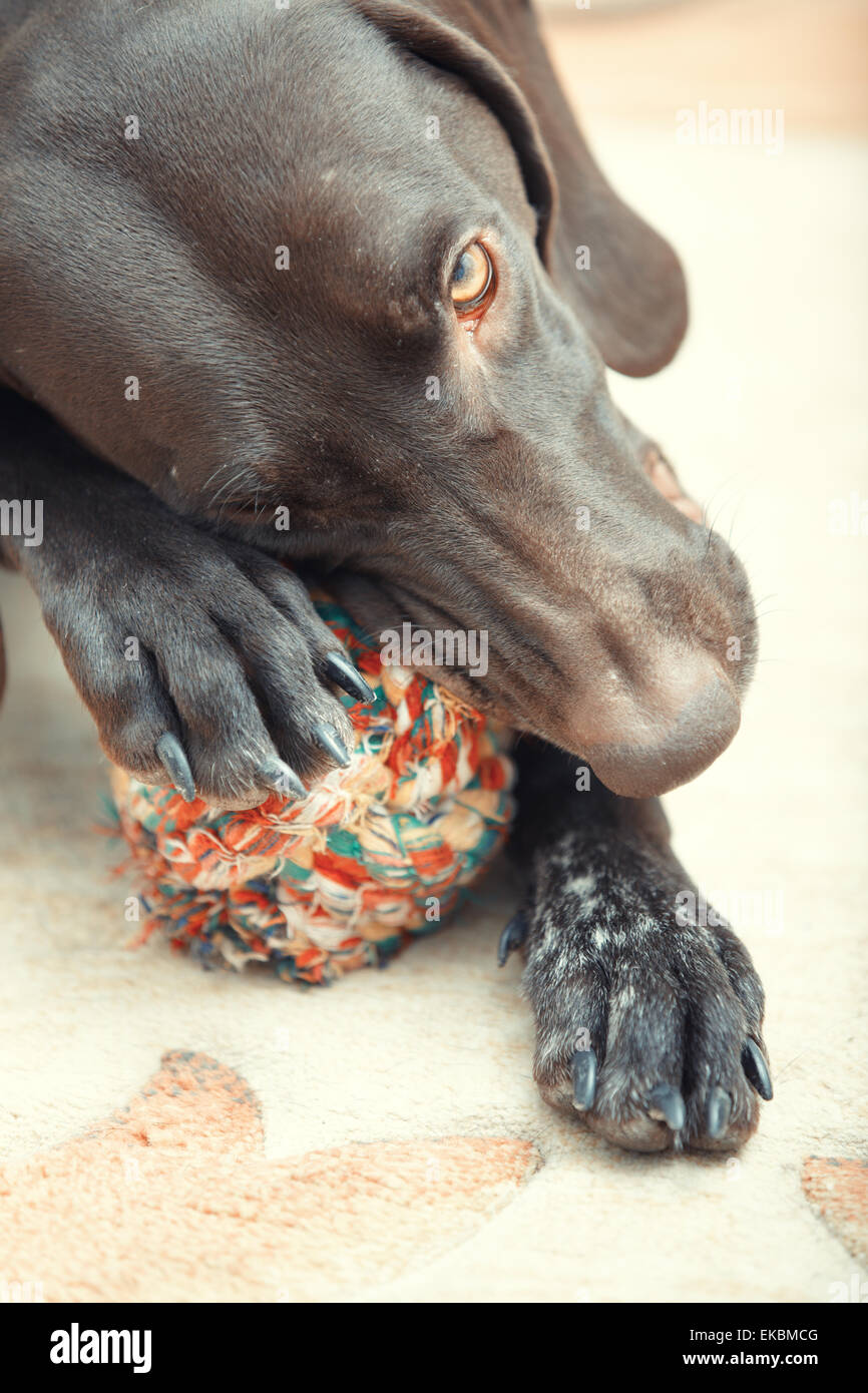 Dog and ball Stock Photo - Alamy
