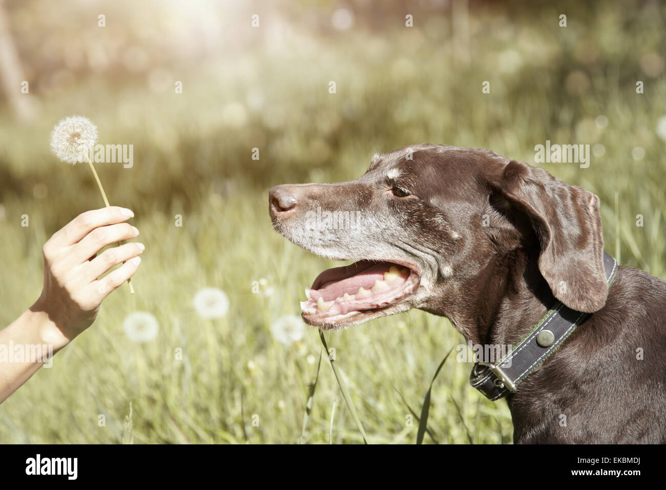 Dog and dandelion Stock Photo - Alamy