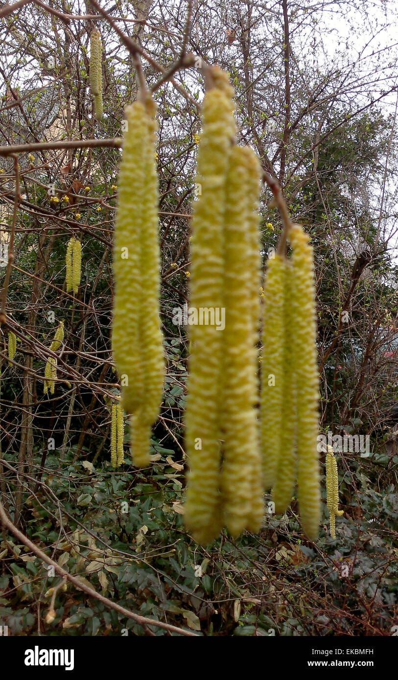 blooming hazel tree in January Stock Photo - Alamy