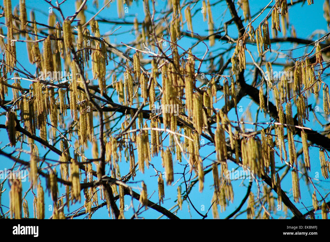 Hazel tree january hi-res stock photography and images - Alamy