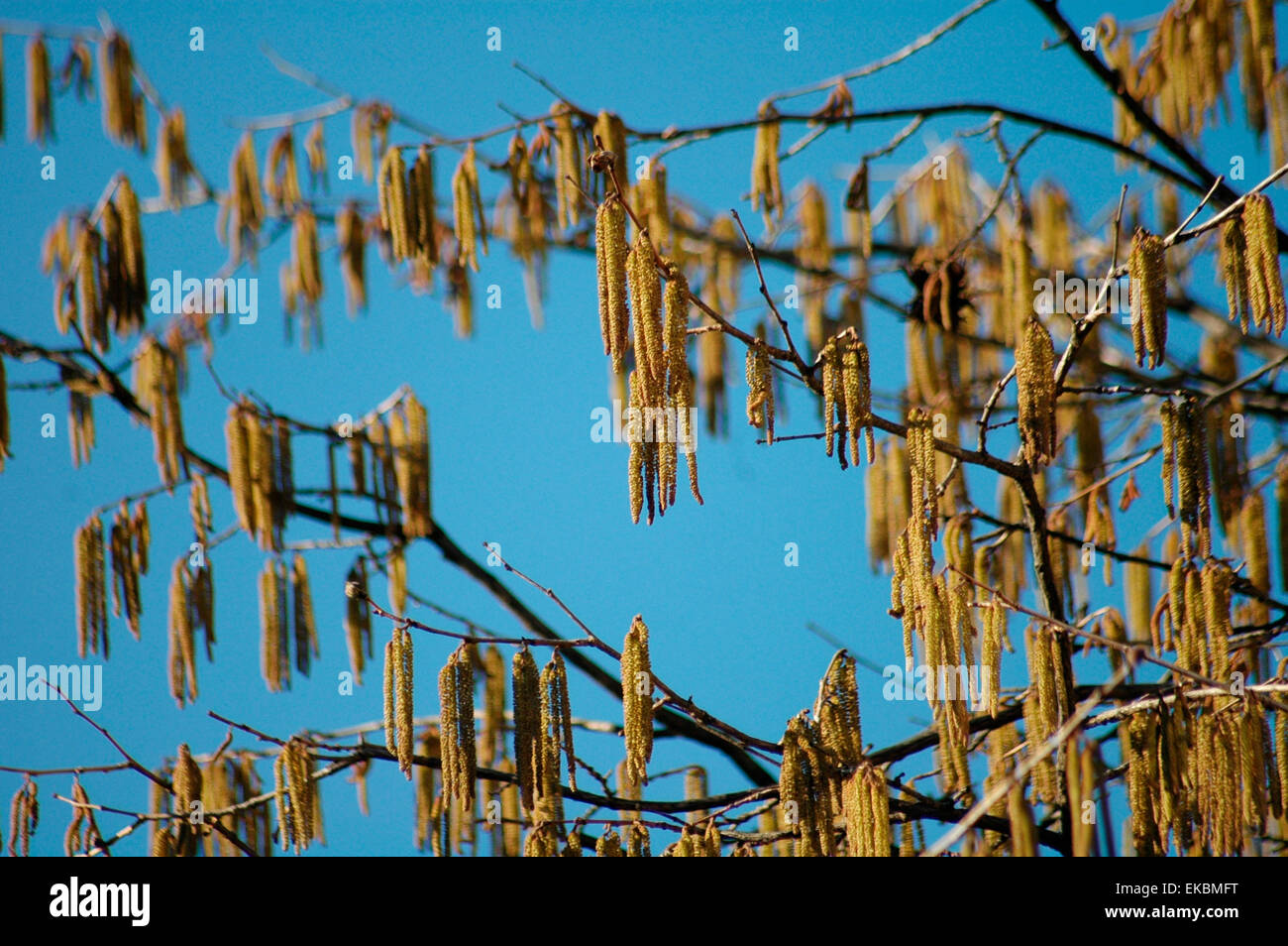 blooming hazel tree in January Stock Photo - Alamy