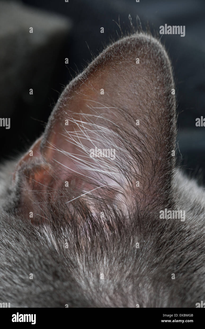 Close up tabby cats ears hi-res stock photography and images - Alamy