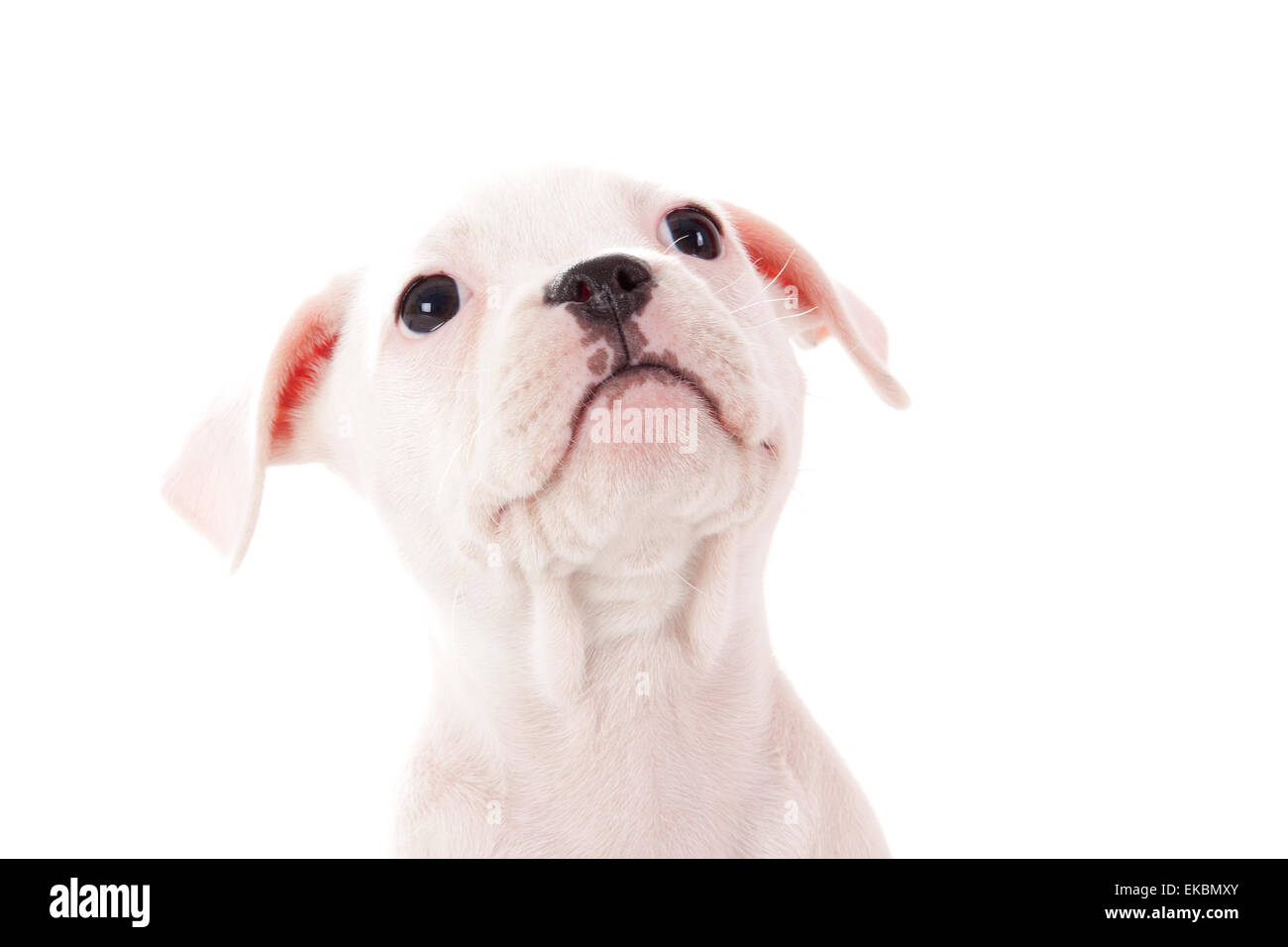 Dogface hi-res stock photography and images - Alamy