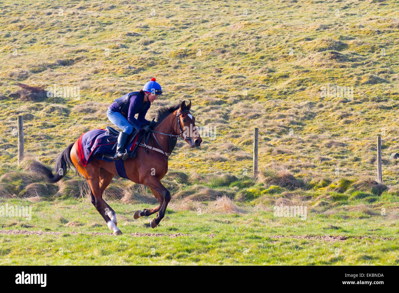 Racehorses running with all four hooves off the ground hi-res stock ...