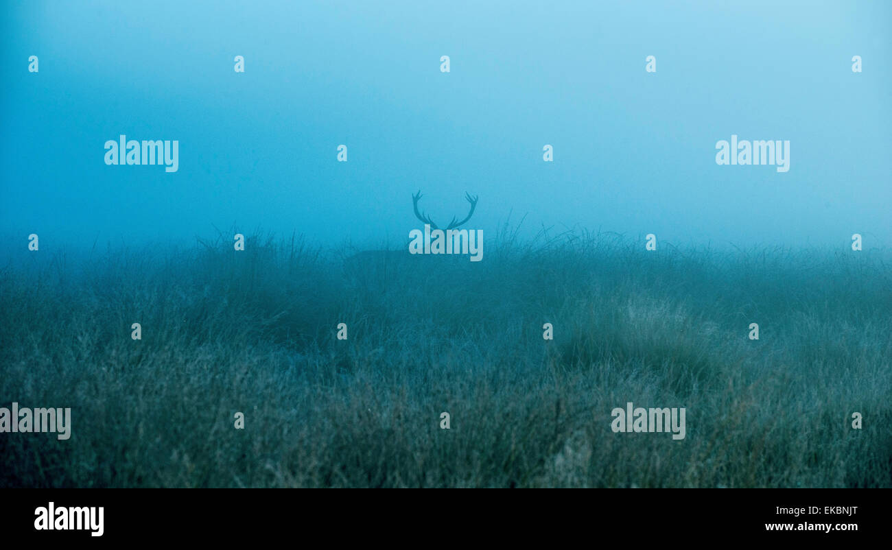 Red stag in mist hi-res stock photography and images - Alamy