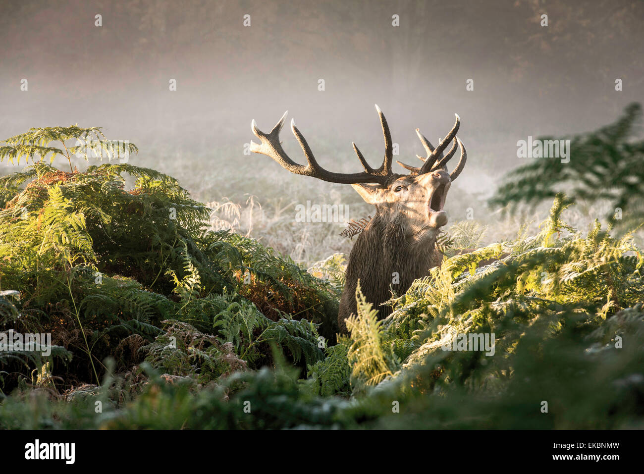 Red deer stag in the rut roars after female Stock Photo - Alamy