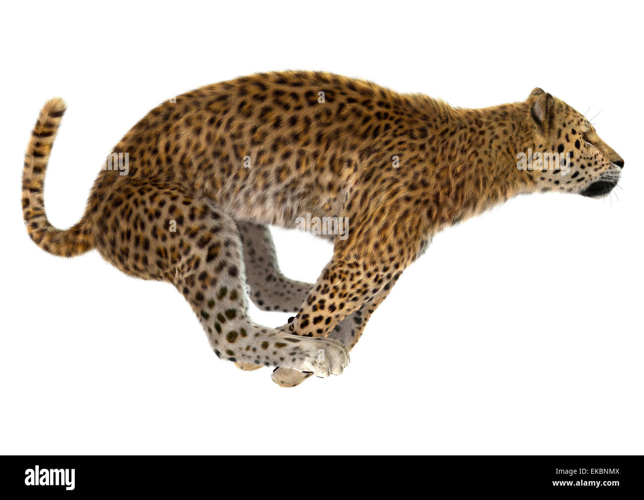 3D digital render of a jumping leopard isolated on white background ...
