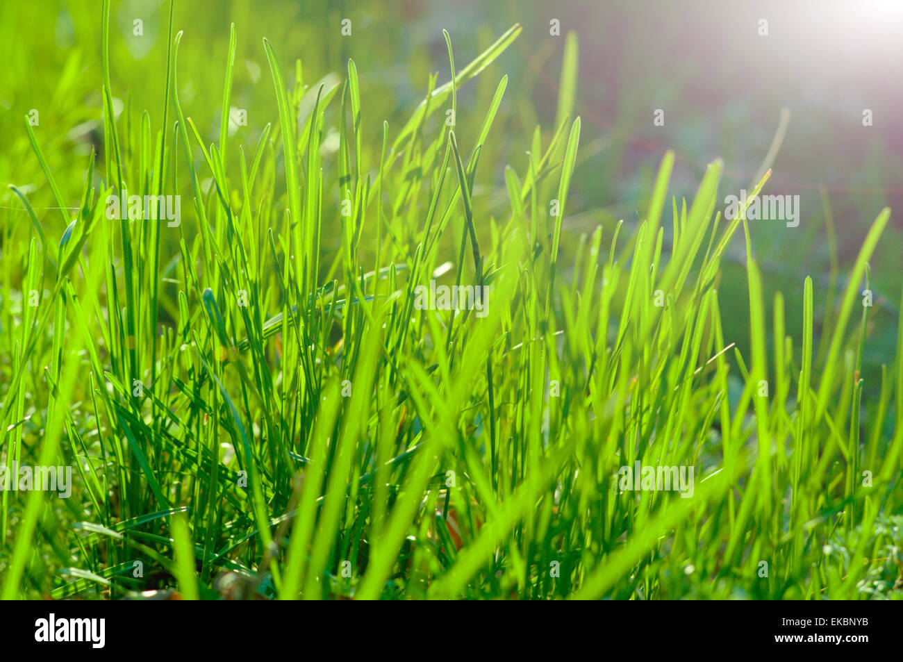 Green grass with sun background Stock Photo - Alamy