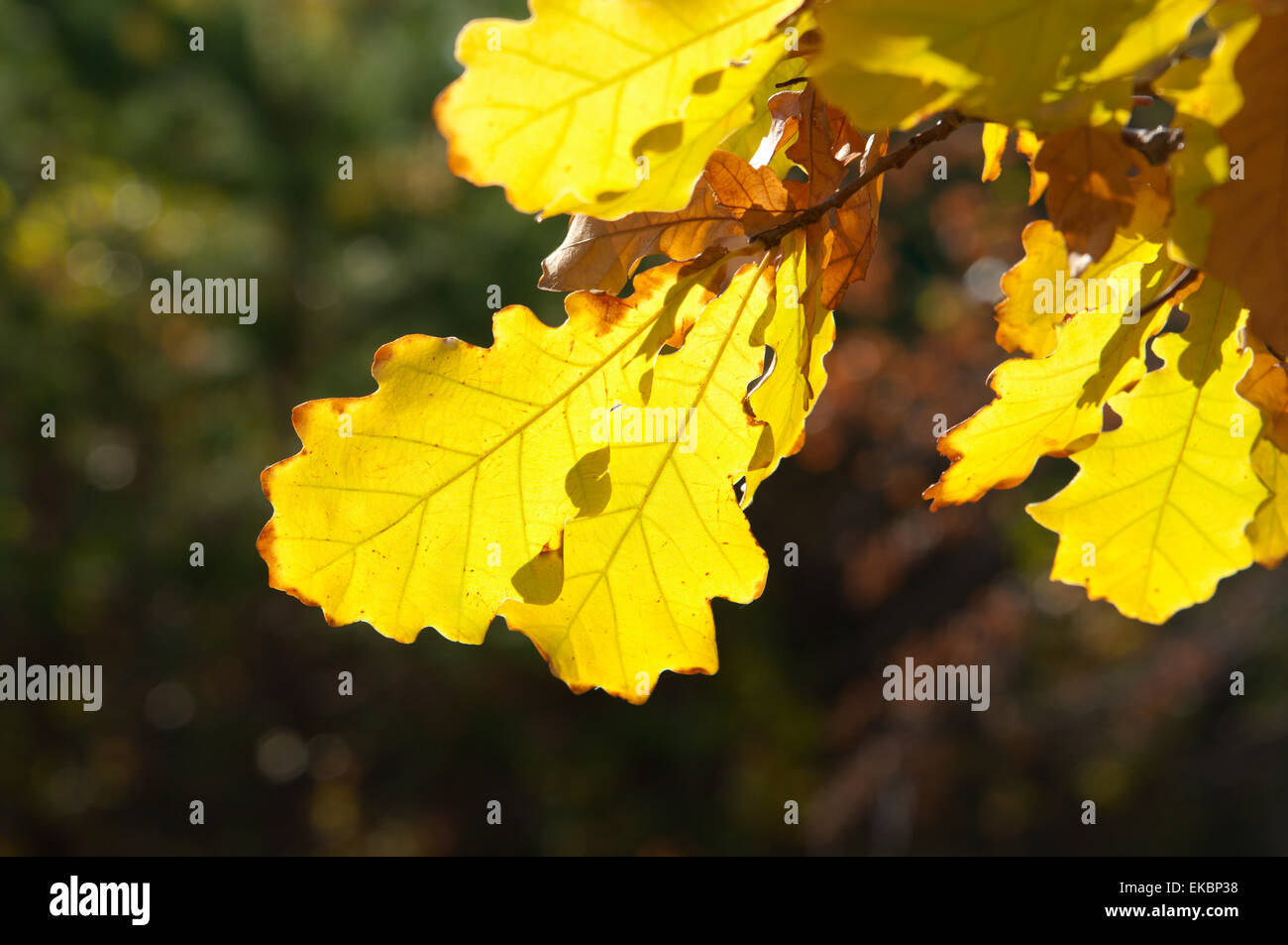 Dry yellow oak leaves Stock Photo - Alamy