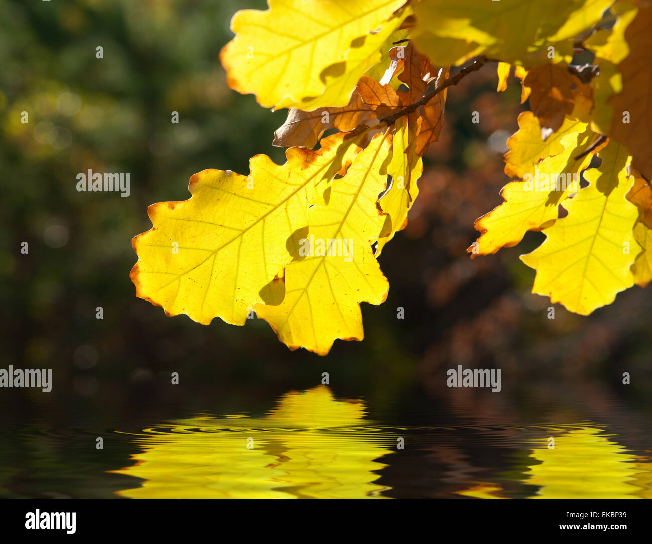 Yellow oak leaves over water Stock Photo - Alamy