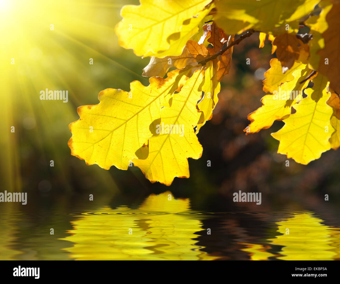 Yellow oak leaves over water Stock Photo - Alamy