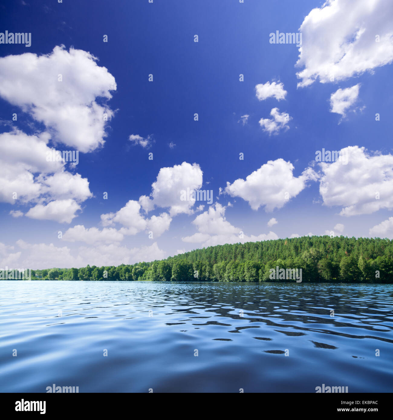 Shore of forest lake Stock Photo - Alamy