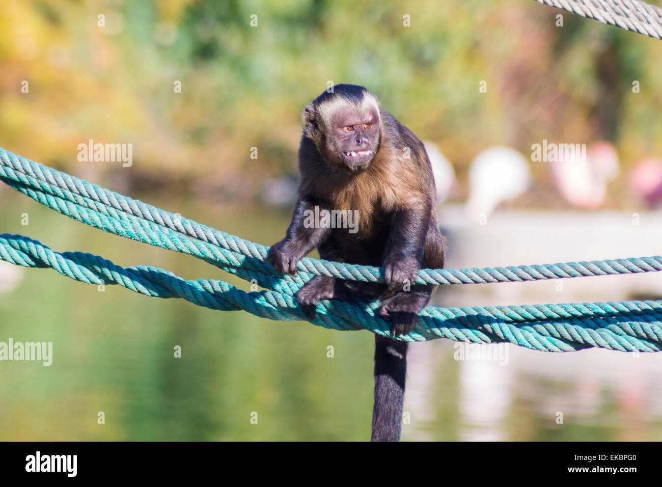 Capuchin monkey walking on a rope (Cebus apella Stock Photo - Alamy