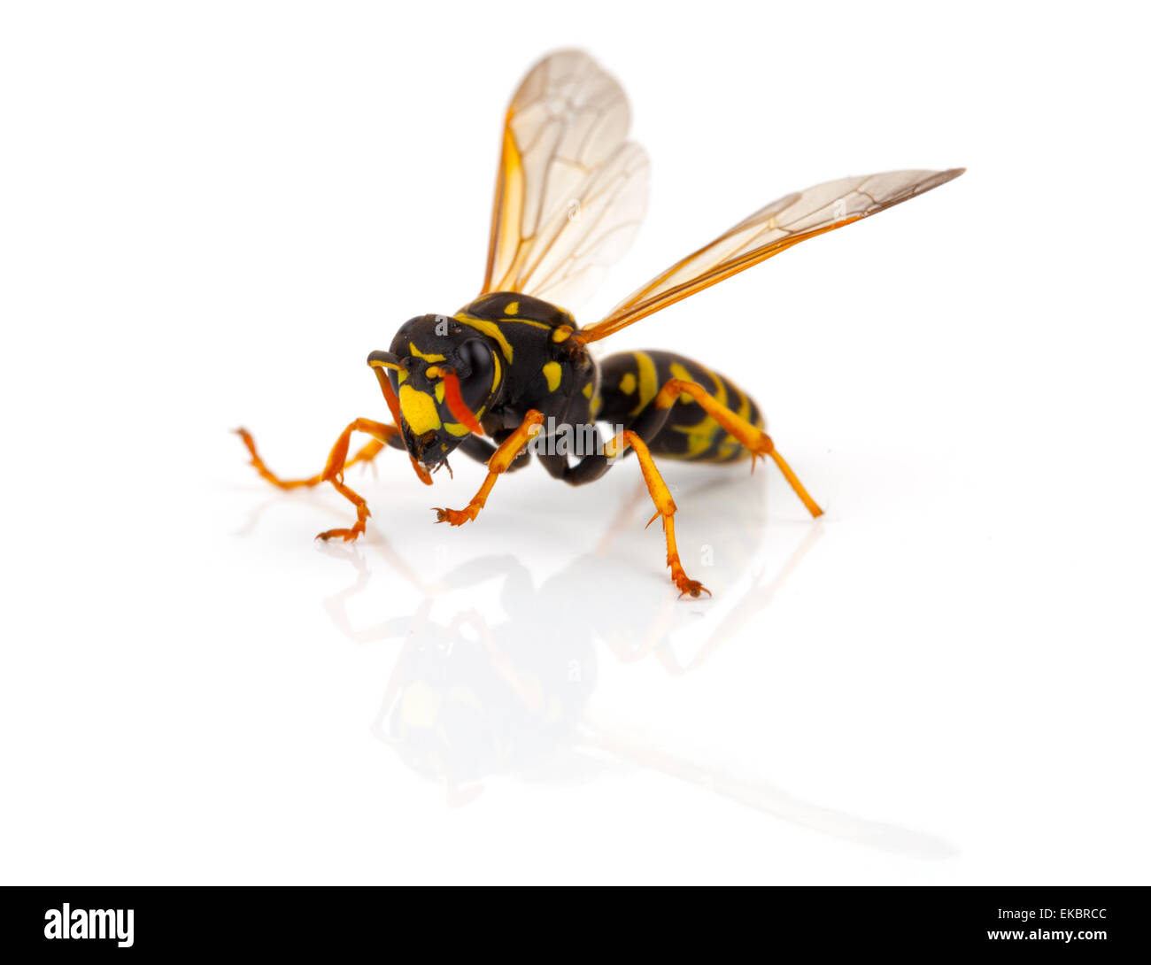 wasp isolated on white background Stock Photo - Alamy