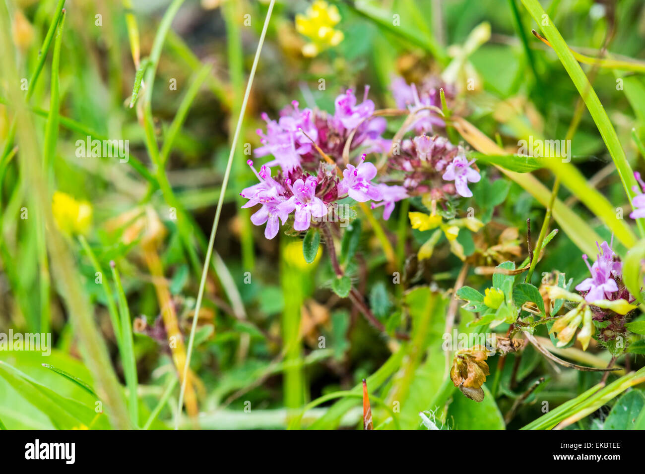 wild thyme, Thymus polytrichus, Cressbrook Dale NNR Peak District ...