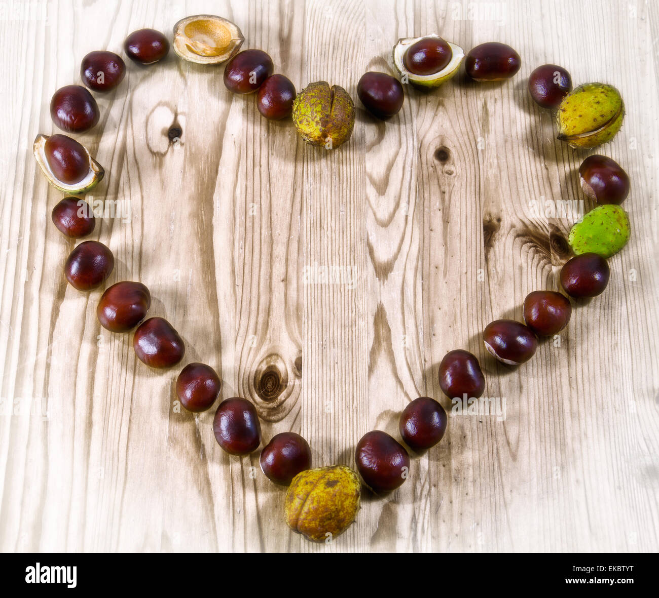 Chestnut seed grey hi-res stock photography and images - Alamy
