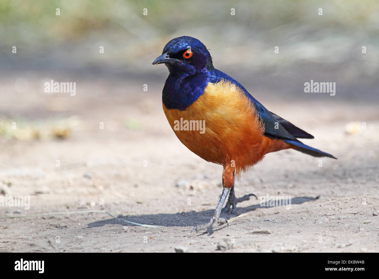 A colorful african bird known as superb starling, Lamprotornis superbus ...