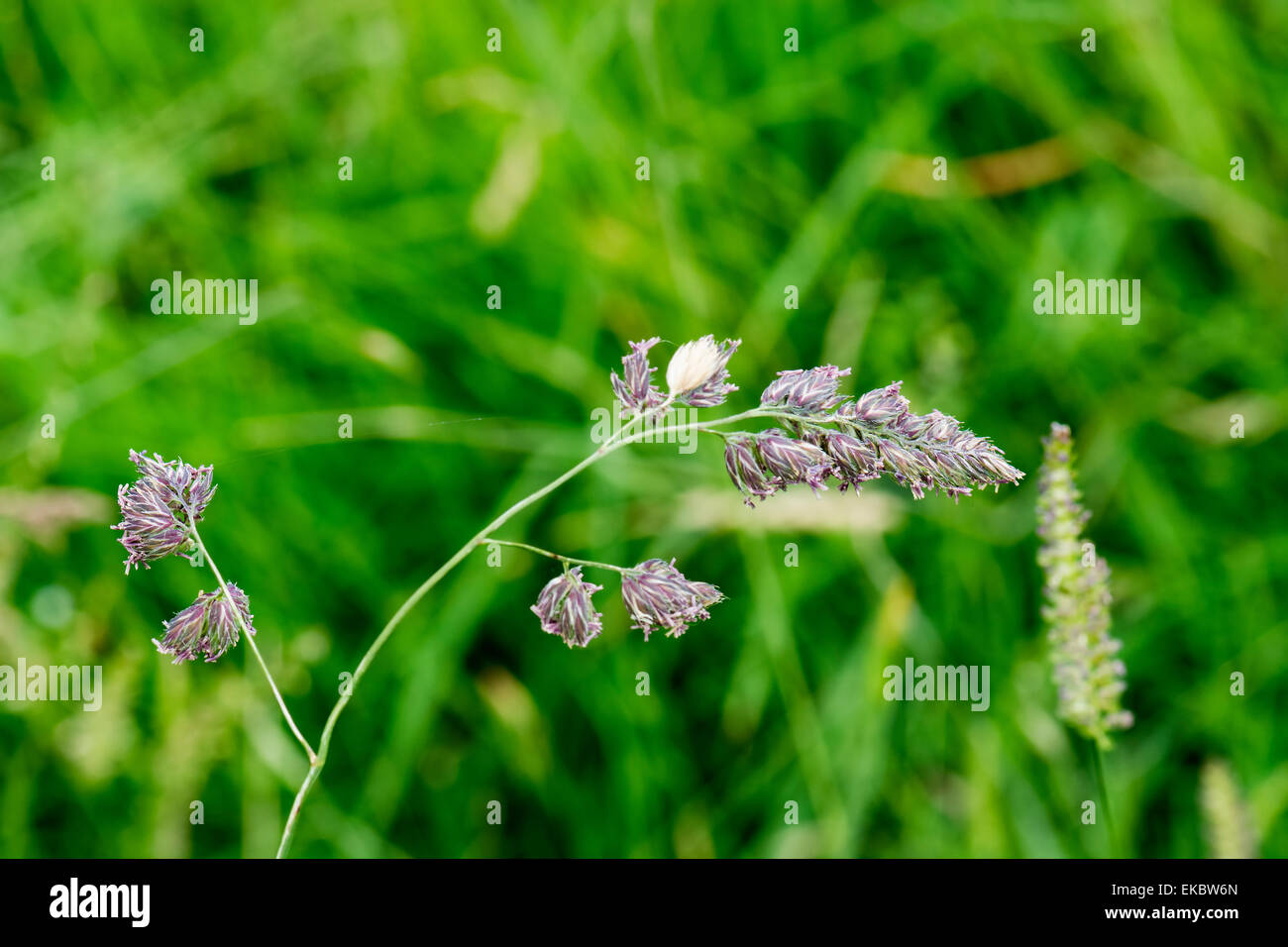Cocksfoot hi-res stock photography and images - Alamy