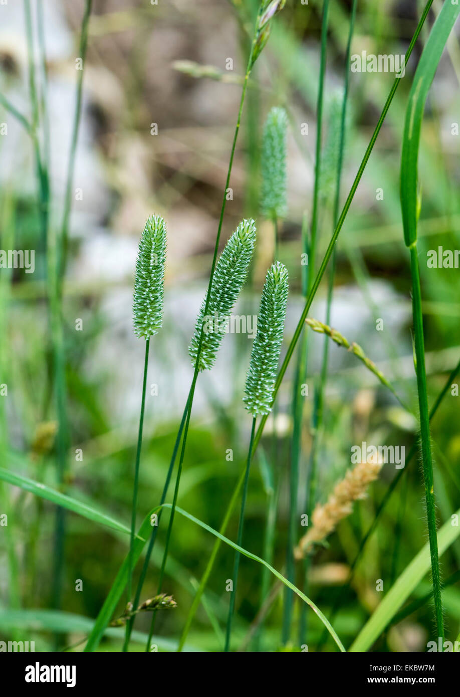 Phleum bertolonii hi-res stock photography and images - Alamy