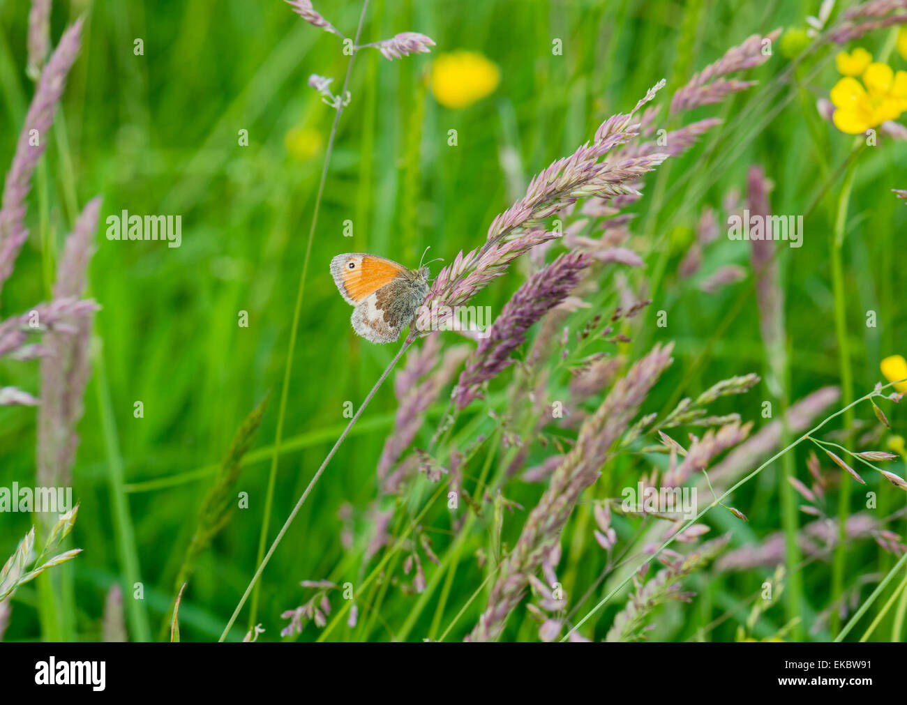 Small heath butterfly on Yorkshire fog Holcus lanatus, Cressbrook Dale ...