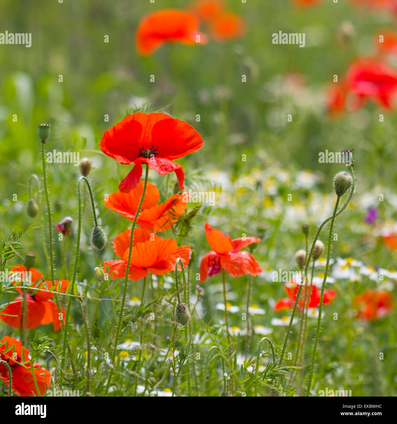 summer field of red poppies Stock Photo - Alamy