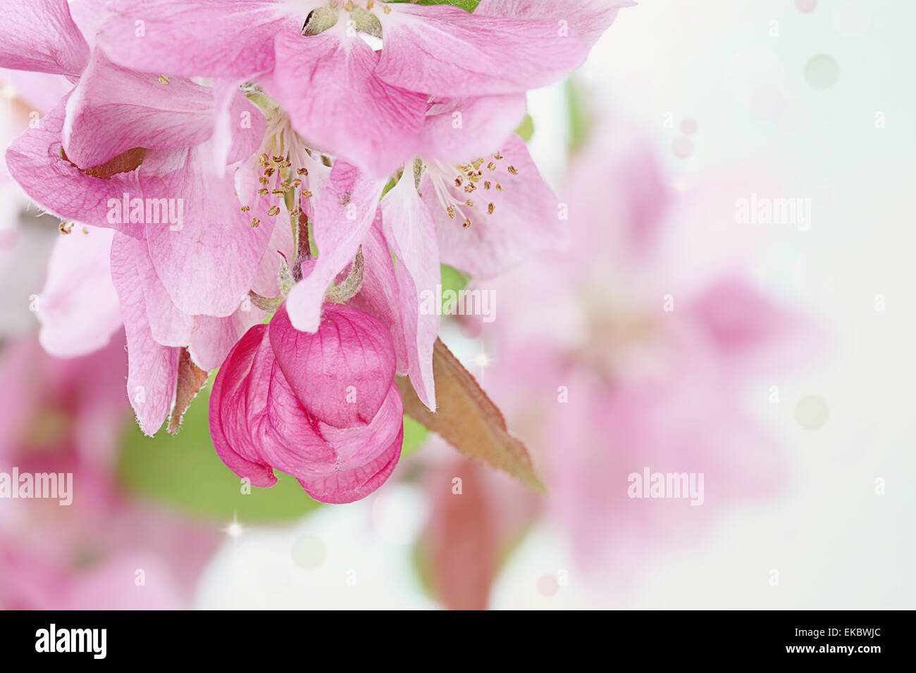 Pink Spring Tree Blossoms Stock Photo - Alamy