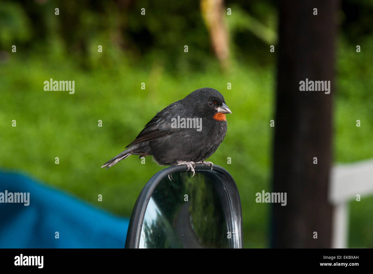 The Lesser Antillean Bullfinch is a bird living on different islands of ...