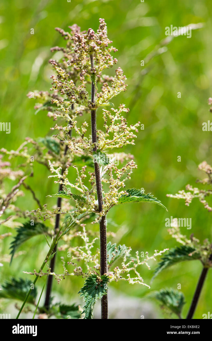 Common stinging nettle Urtica dioica Stock Photo - Alamy