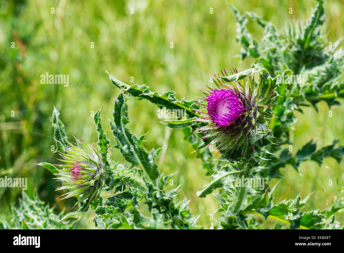 musk thistle, Cressbrook Dale NNR Peak District National Park June 2014 ...
