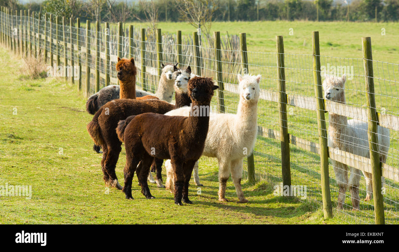 Group of Alpaca like small llama with coat used for wool and cute smile ...