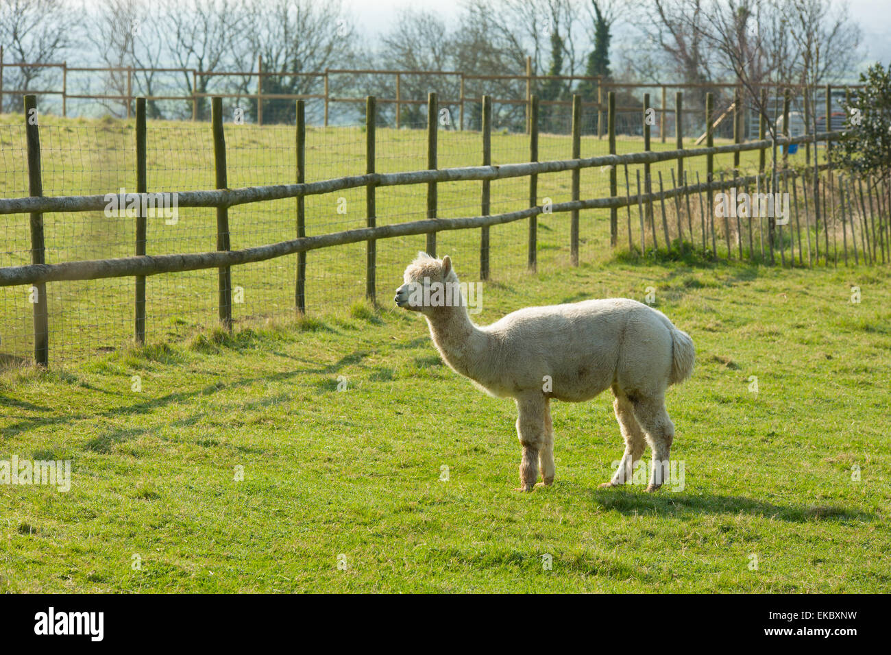 Alpaca in fence hi-res stock photography and images - Alamy