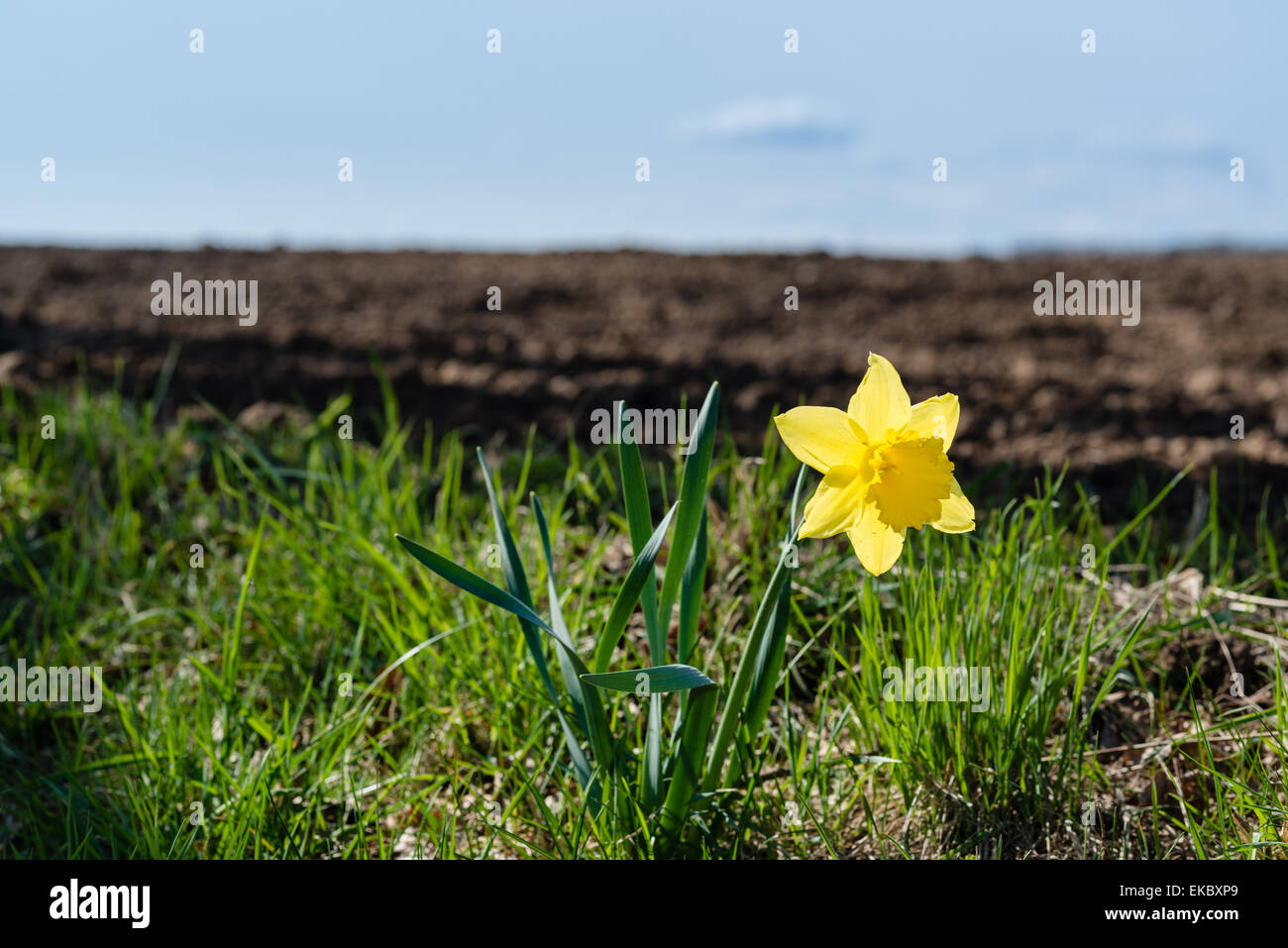 Young daffodils grass hi-res stock photography and images - Alamy