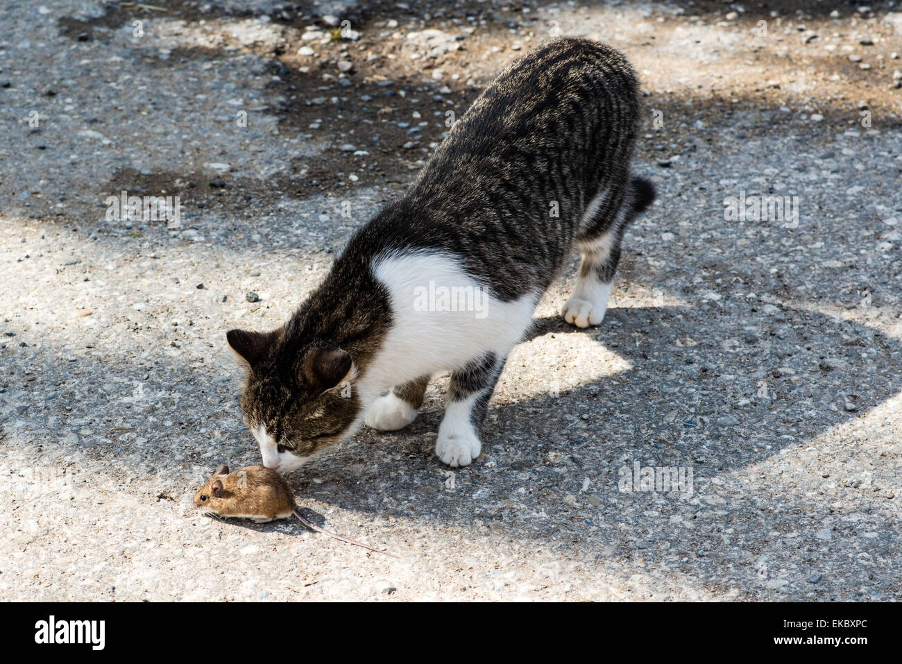Cat and mouse Stock Photo - Alamy