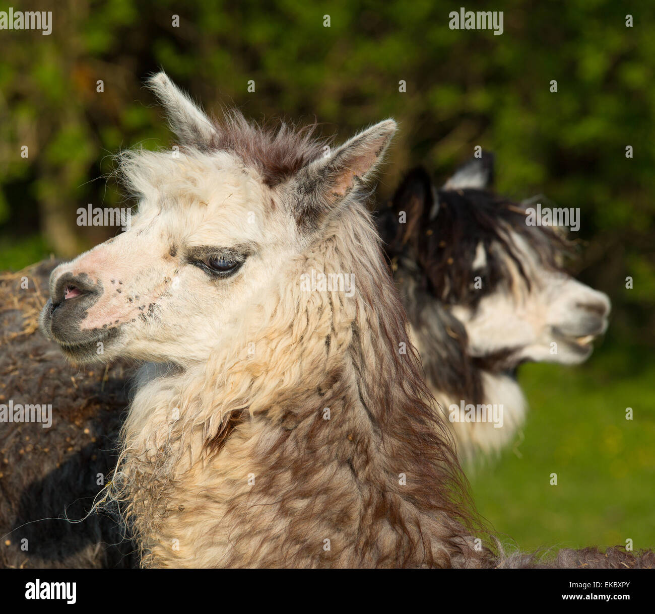 Profile llama animal head hi-res stock photography and images - Alamy