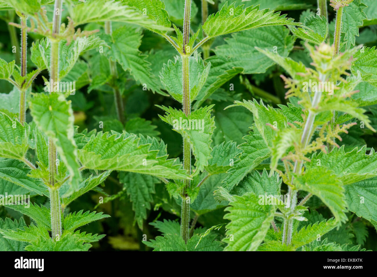 Common stinging nettle Urtica dioica Stock Photo - Alamy