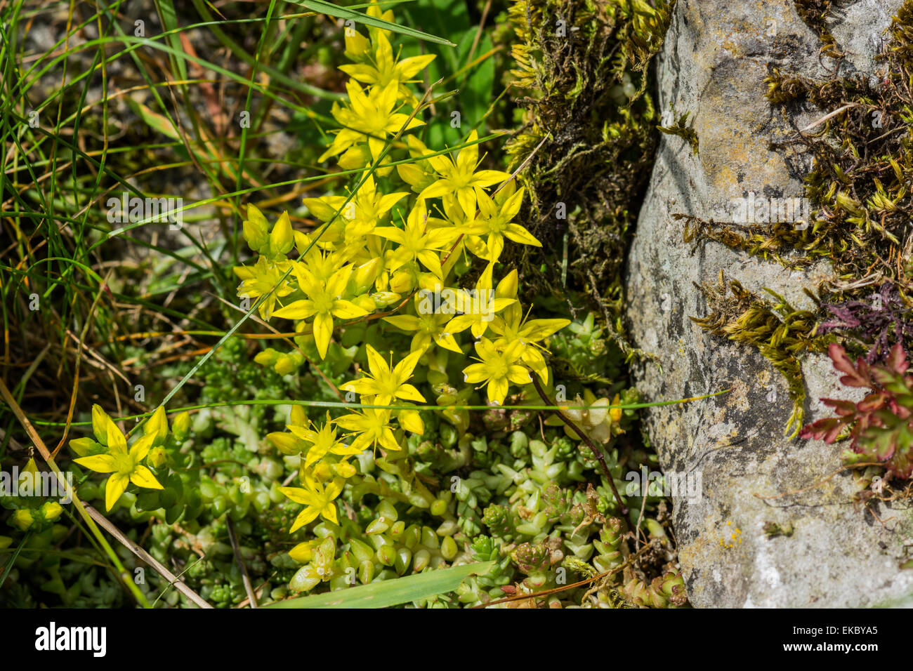 Biting stonecrop Sedum acre, Cressbrook Dale NNR Peak District National ...