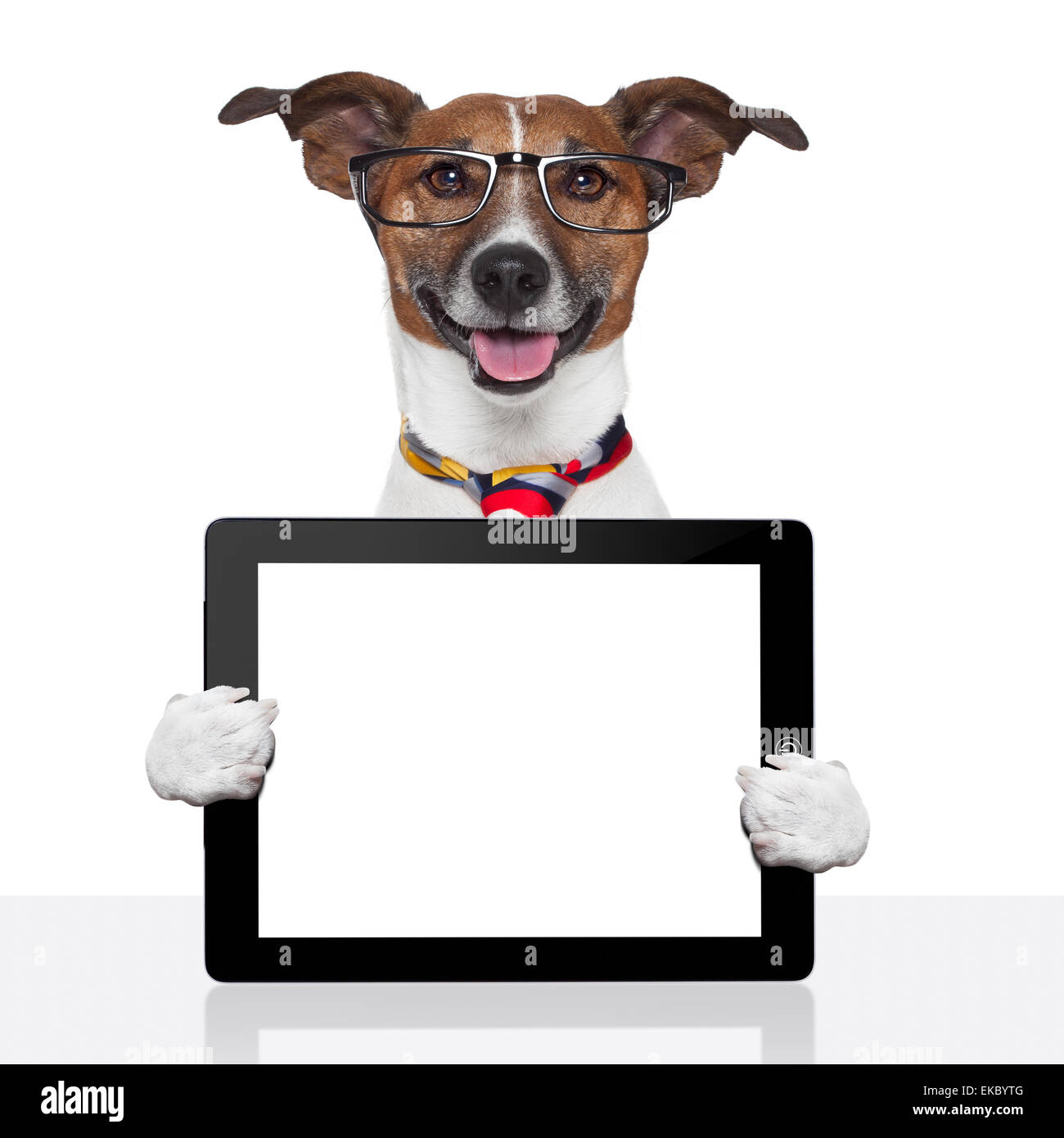 business dog tablet pc ebook touch pad Stock Photo - Alamy