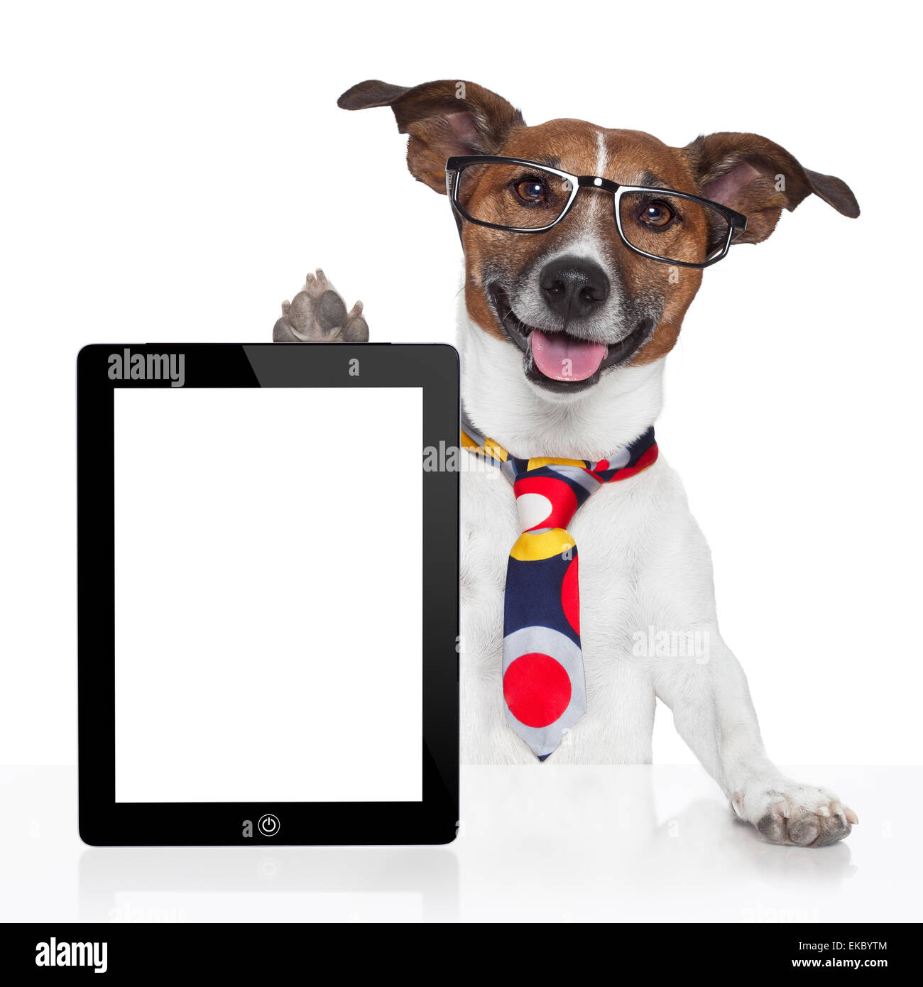 business dog tablet pc ebook Stock Photo - Alamy